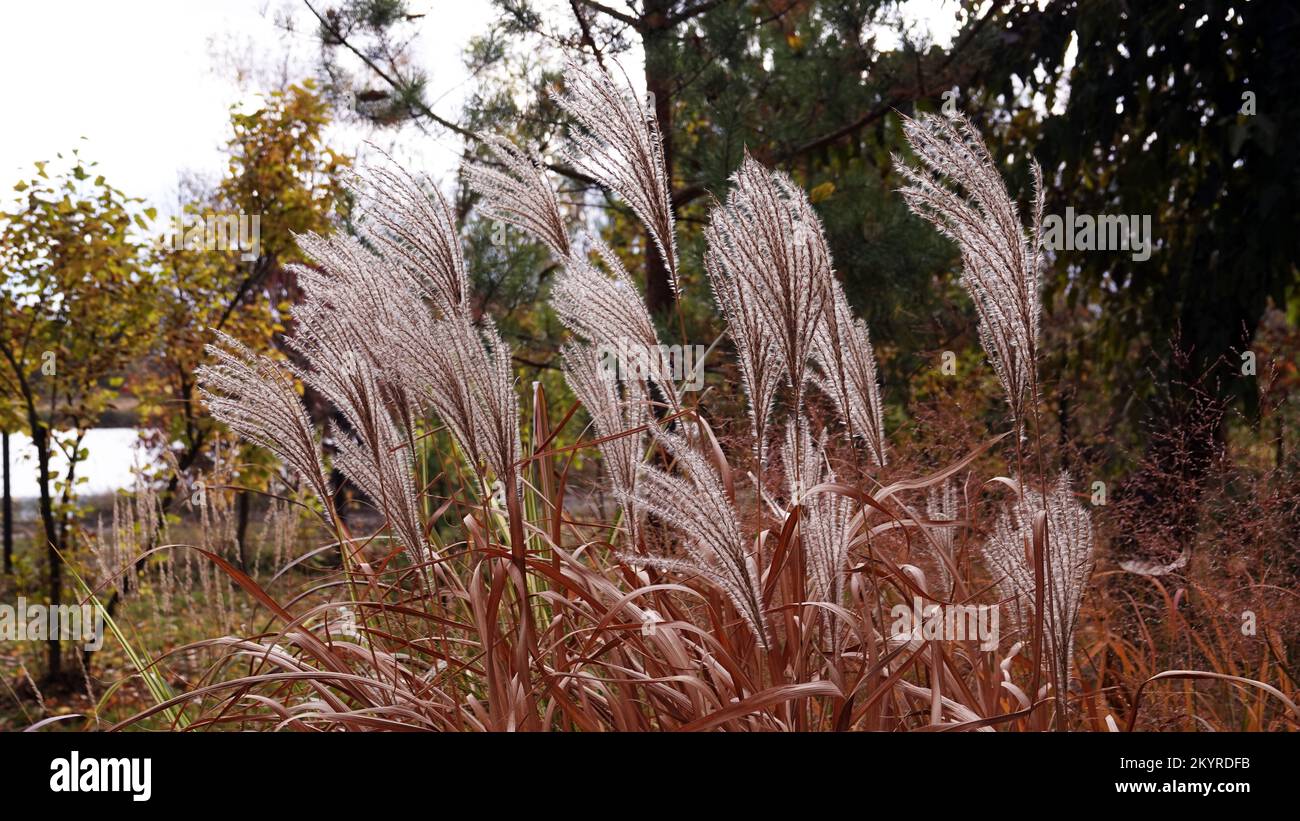 Blooming summer field sways in hi-res stock photography and images - Alamy
