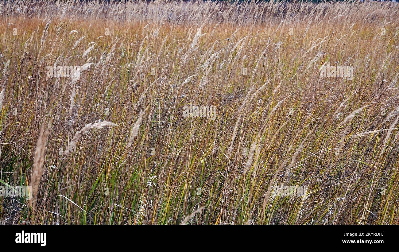 Field and green grass swaying in the wind for background Stock Photo ...