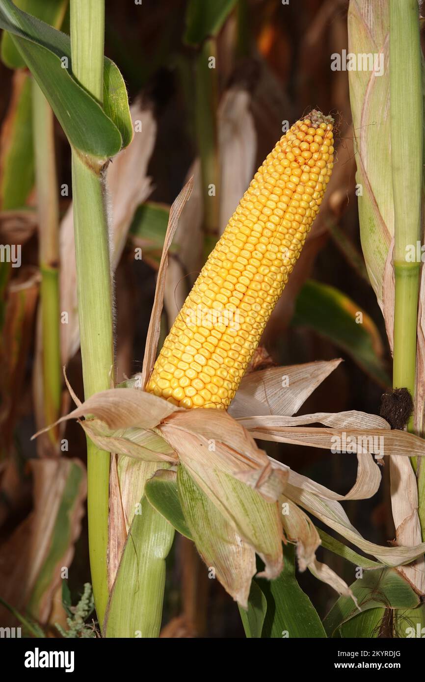 Ear corn on stalk in hi-res stock photography and images - Alamy