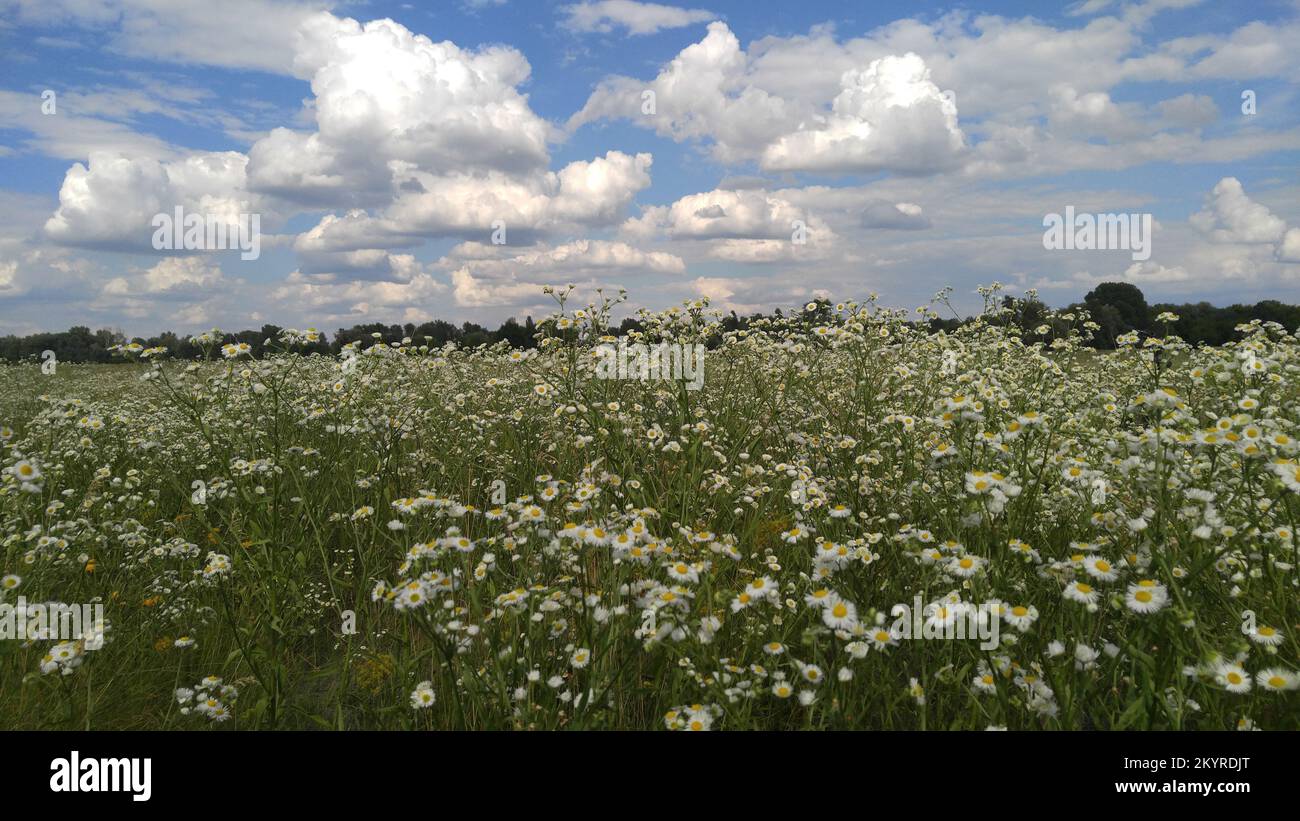 White Chamomile flowers close-up in the Ukrainian field swaying in the ...