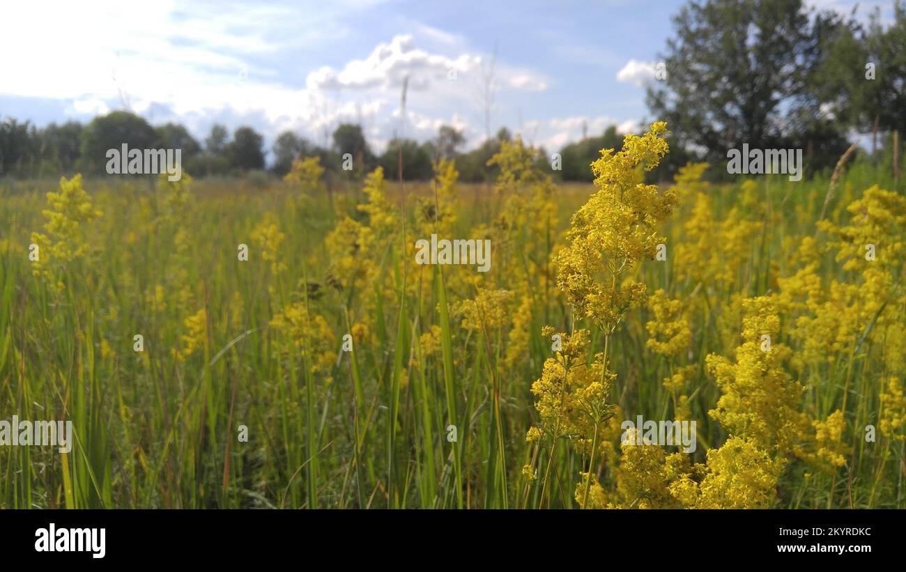 Ukrainian field of grass sways in the wind Stock Photo - Alamy