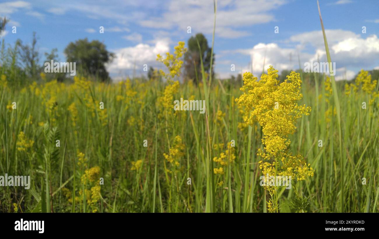 Ukrainian field of grass sways in the wind Stock Photo - Alamy