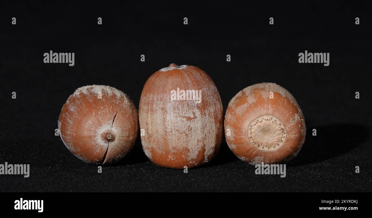 Acorns large on a black background Stock Photo - Alamy