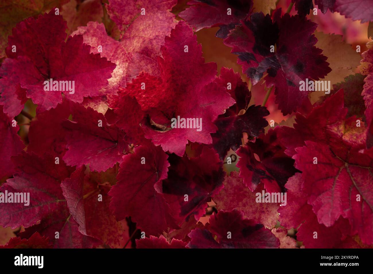 Grape leaves in purple-red color. The fashionable shade of 2023 is viva ...