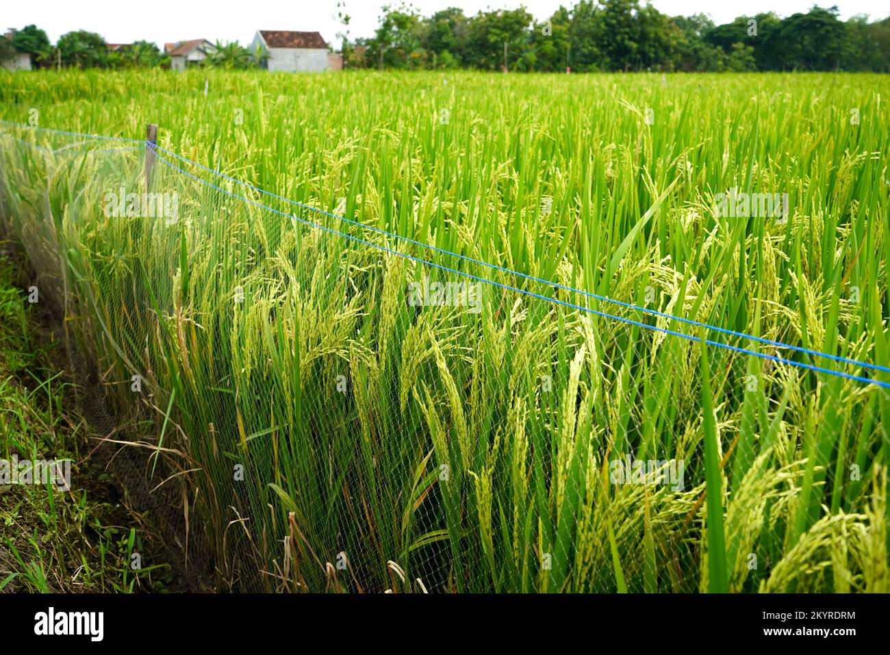 Green rice fields protected with netting so that they are not eaten or ...