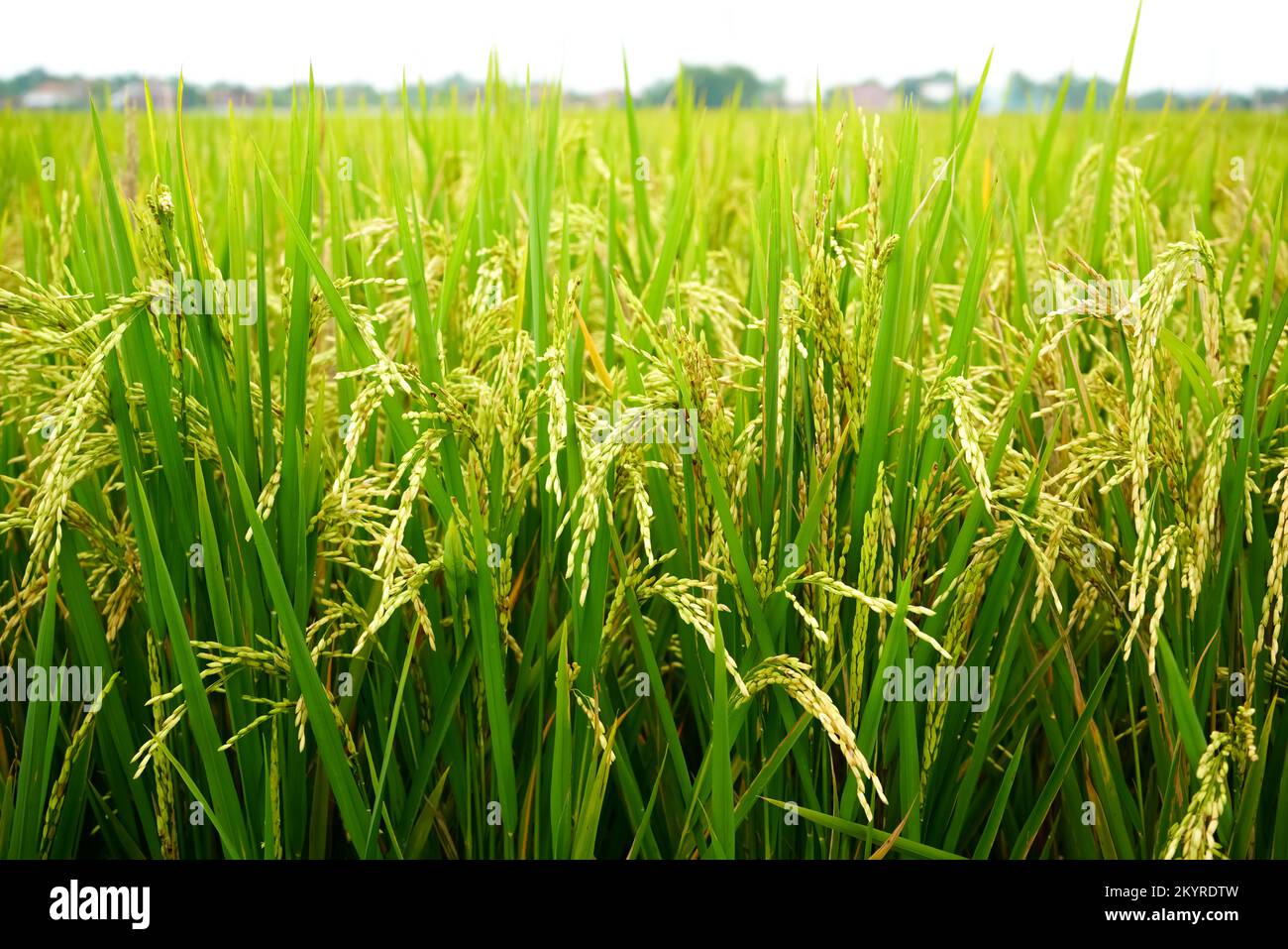 Green rice fields protected with netting so that they are not eaten or ...