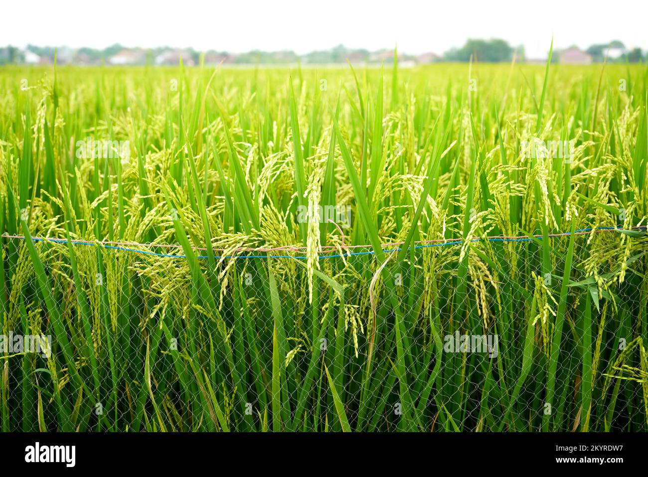 Rice pest hi-res stock photography and images - Alamy