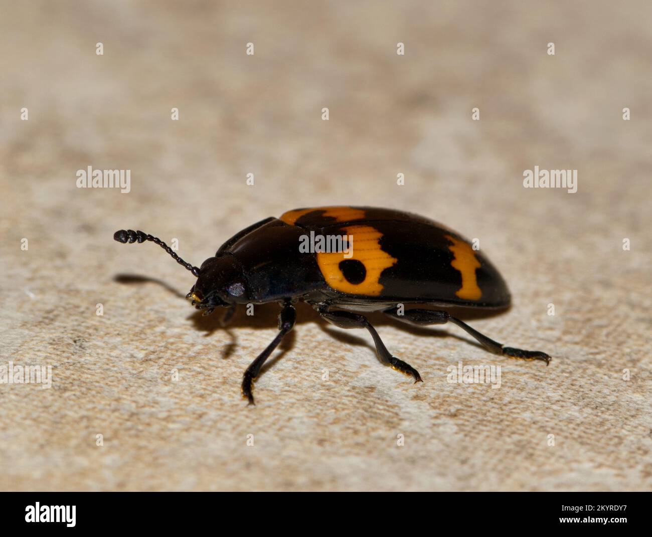 Fungus beetle hi-res stock photography and images - Alamy