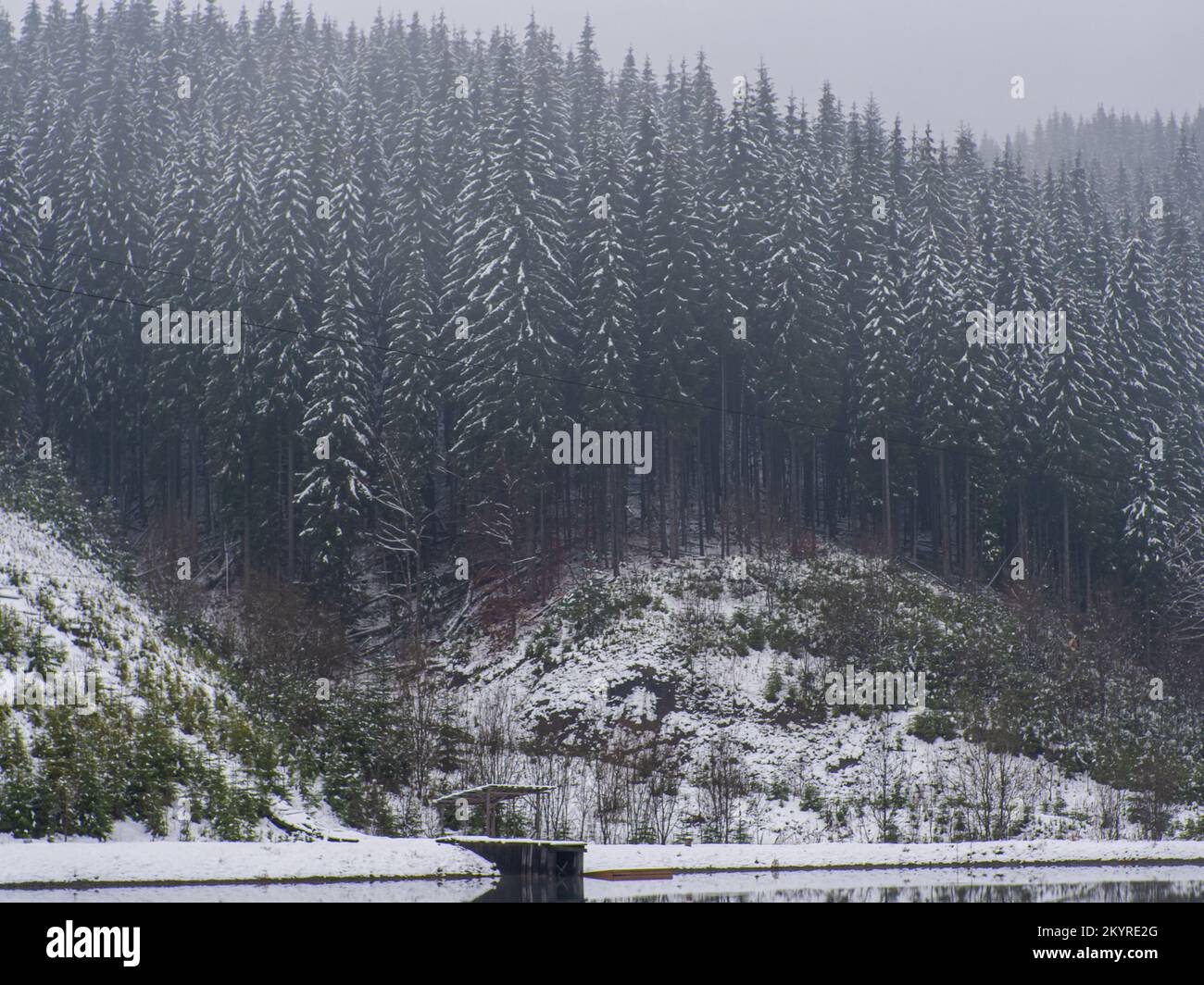 Winter forest in the Carpathians Stock Photo - Alamy