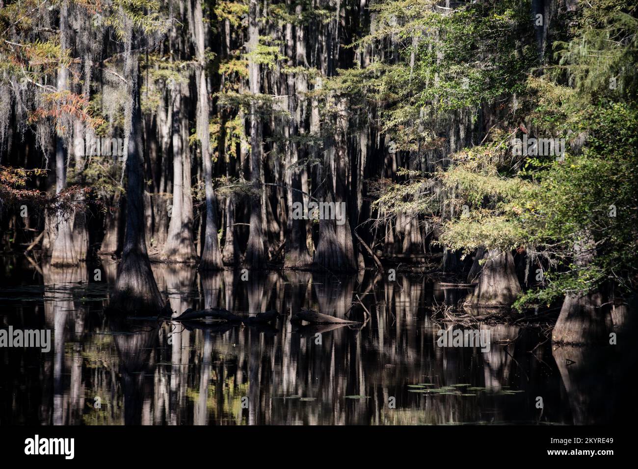 Scenes of nature from Central Texas Stock Photo - Alamy