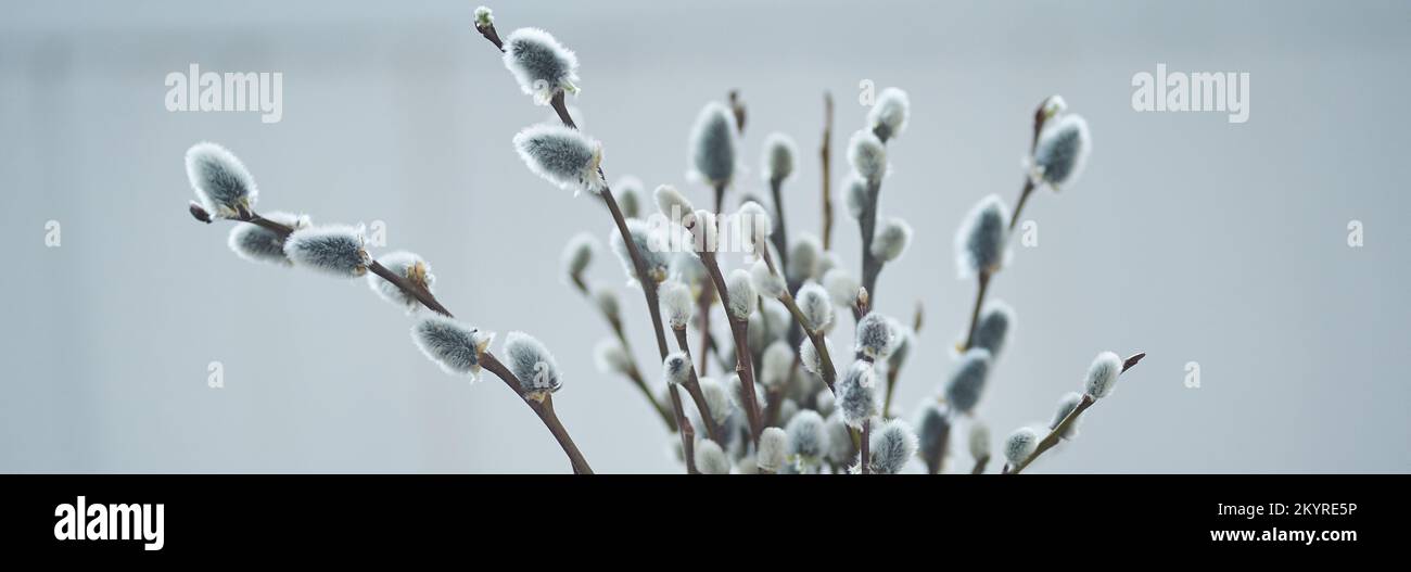 Downy willow hi-res stock photography and images - Alamy