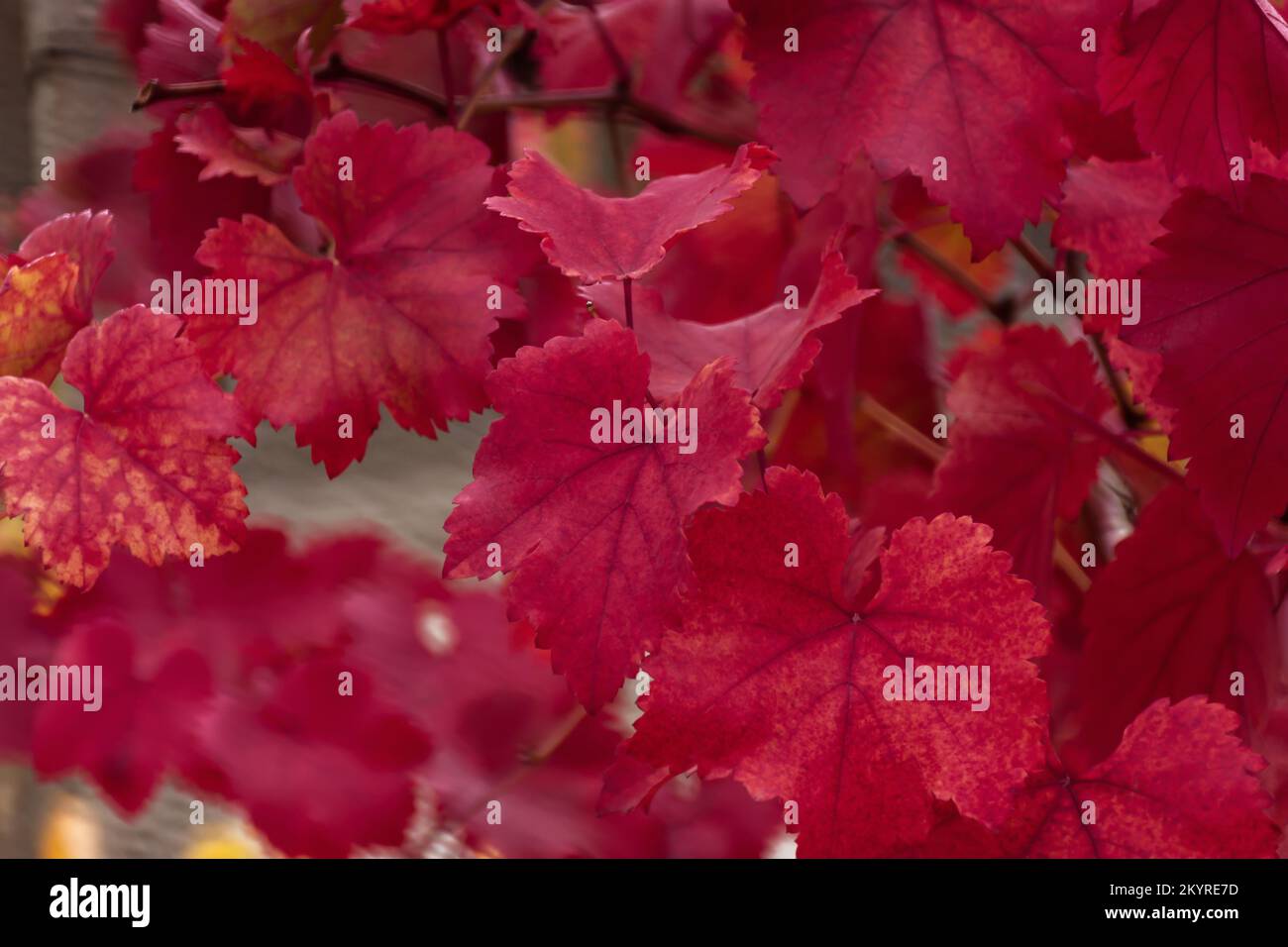 Grape leaves in purple-red color. The fashionable shade of 2023 is viva ...