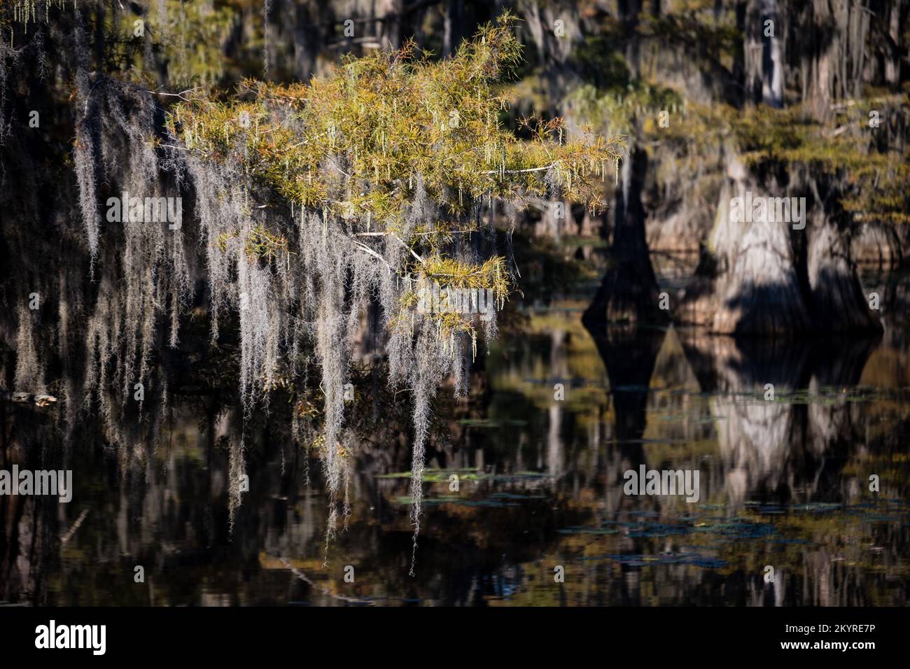 Scenes of nature from Central Texas Stock Photo - Alamy