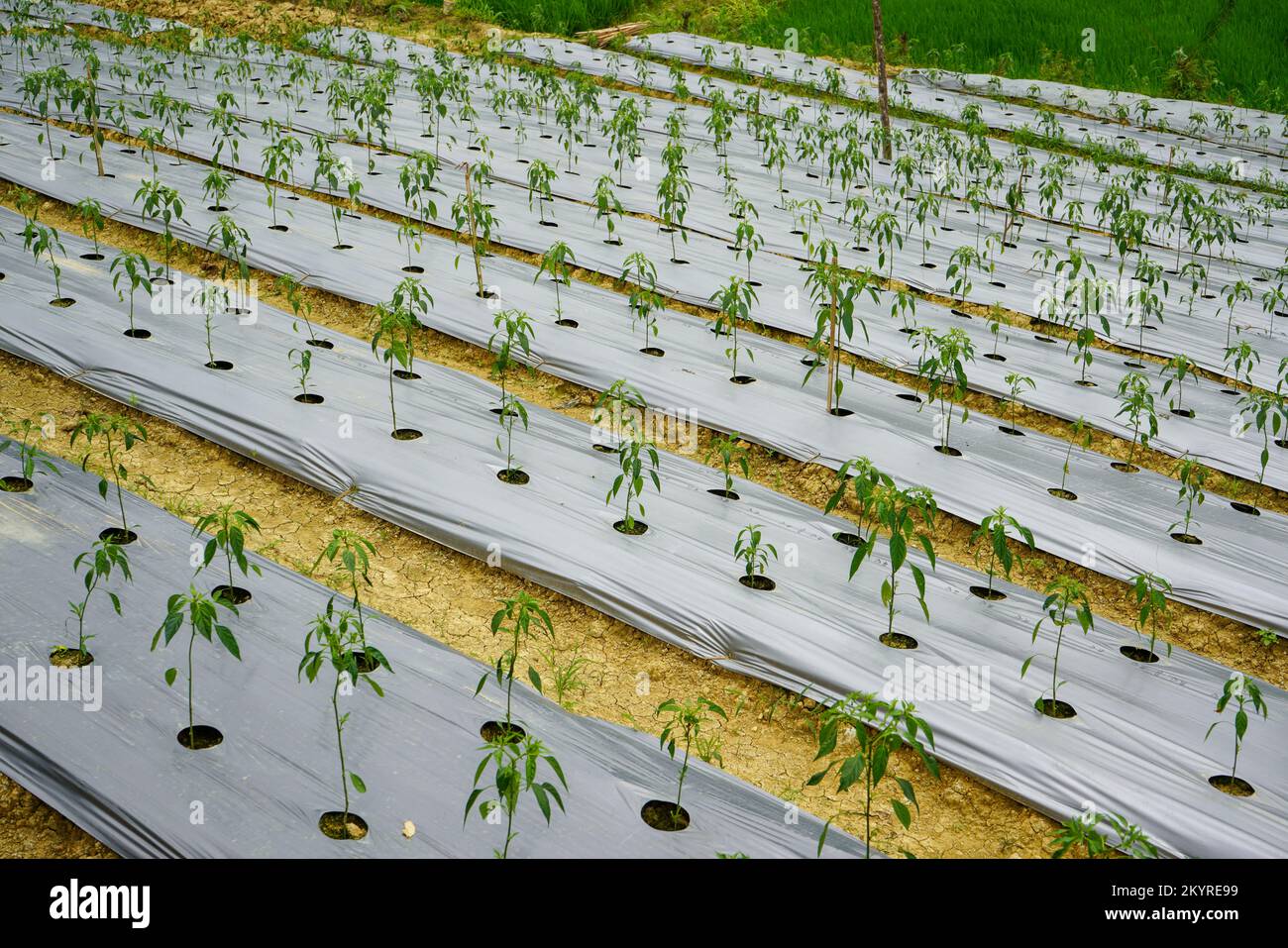 The method of planting red chilies is by using mulch plastic which is ...