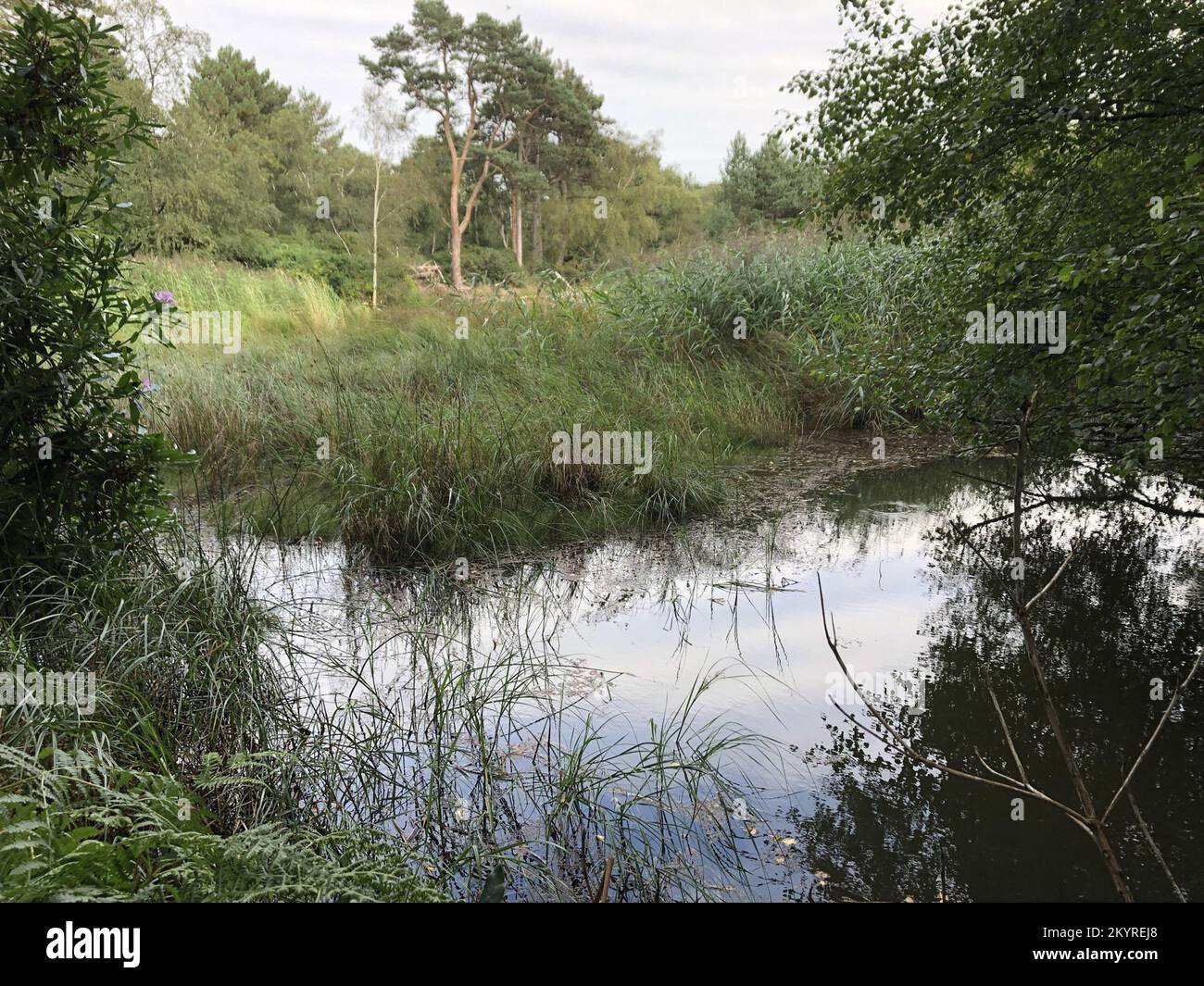 File photo dated 20/09/21 of wetland habitat in the woods at Wild Ken ...