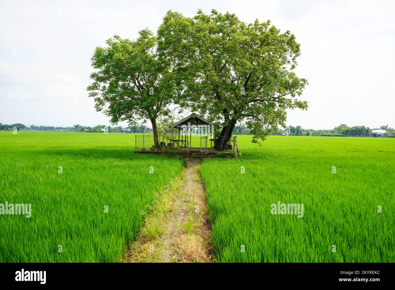 Rice field. Closeup of yellow paddy rice field with green leaf and ...