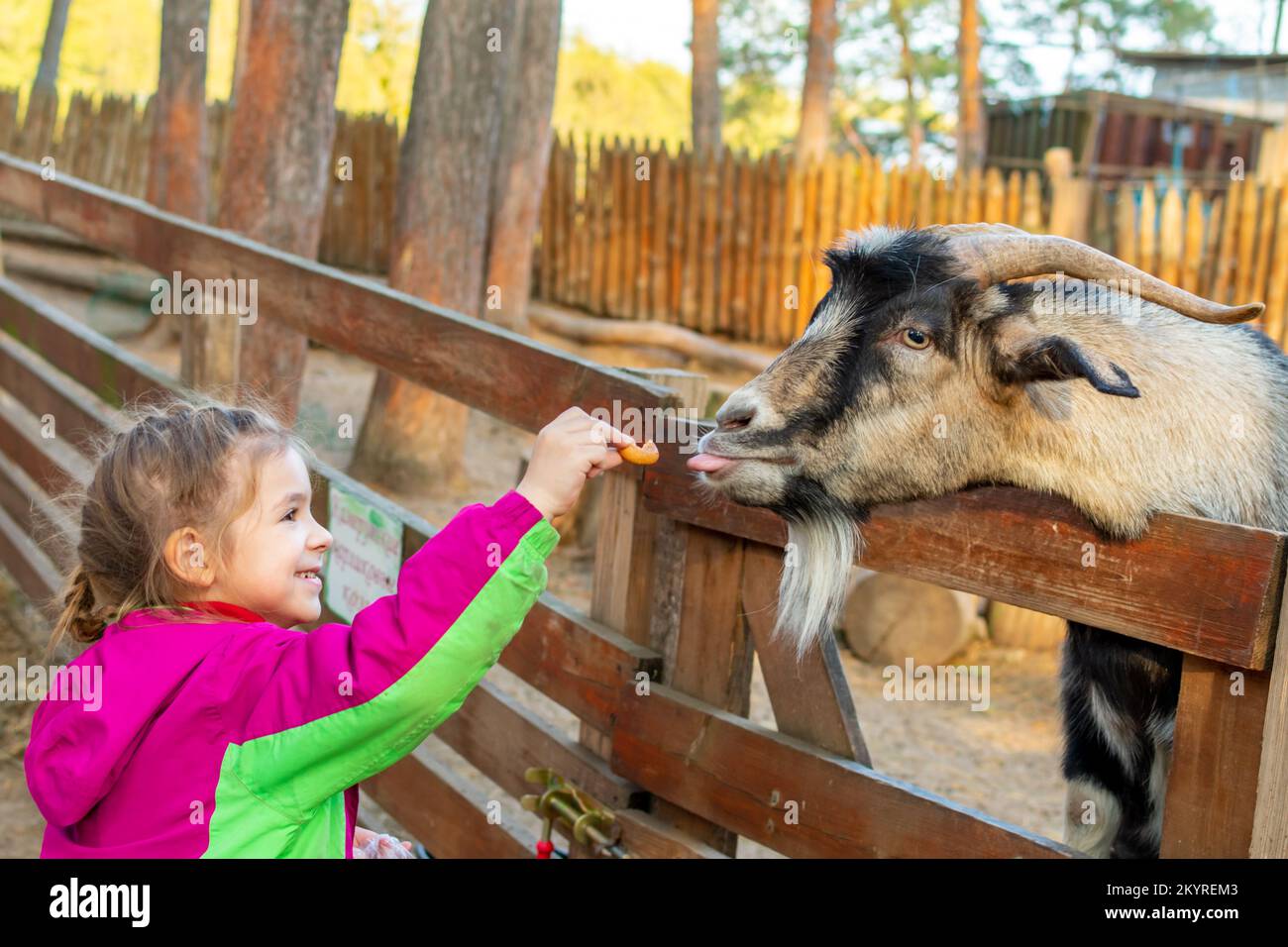 A girl feeds a goat on a farm. Acquaintance of the child with animals ...