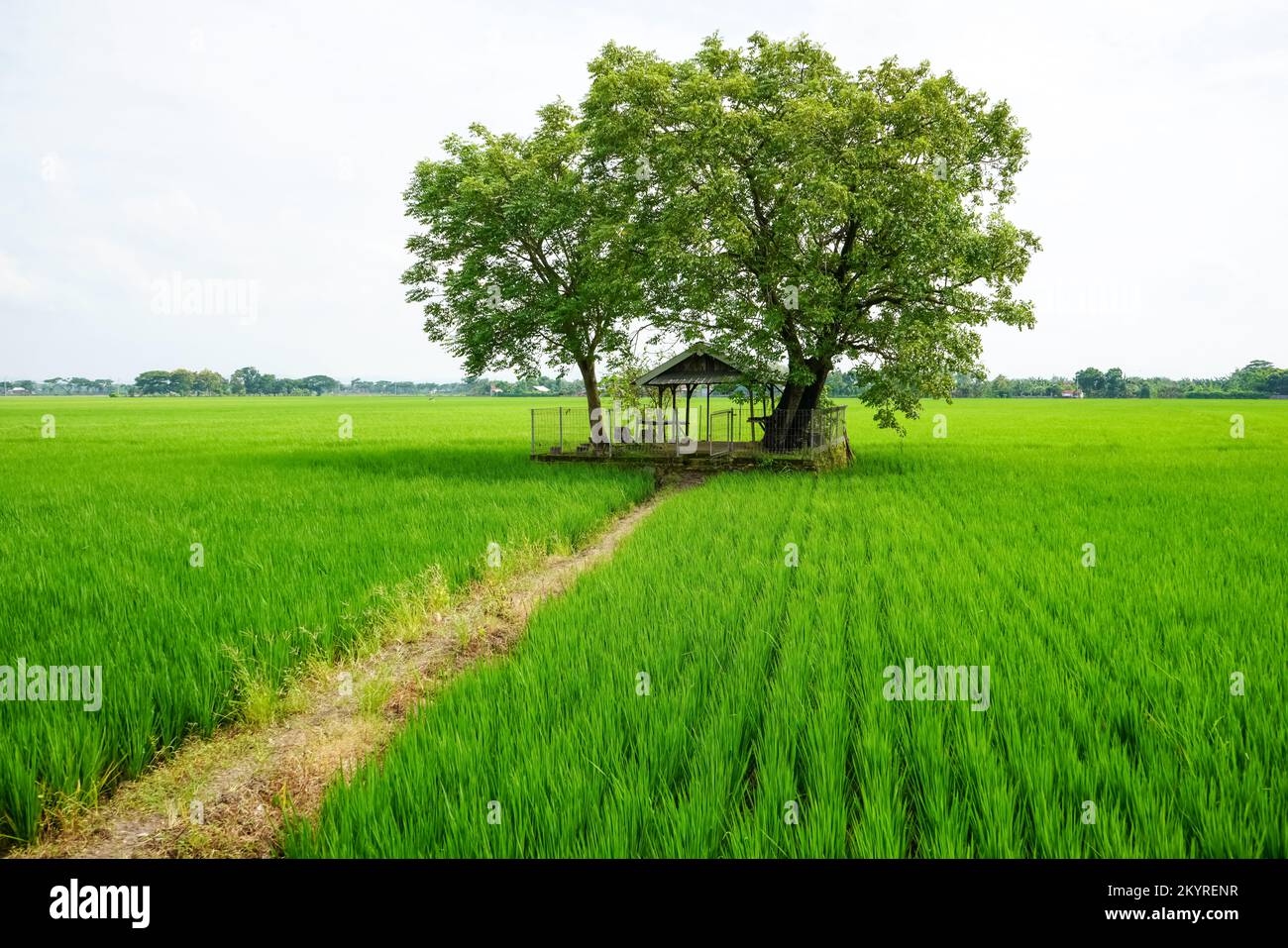 Rice field. Closeup of yellow paddy rice field with green leaf and ...