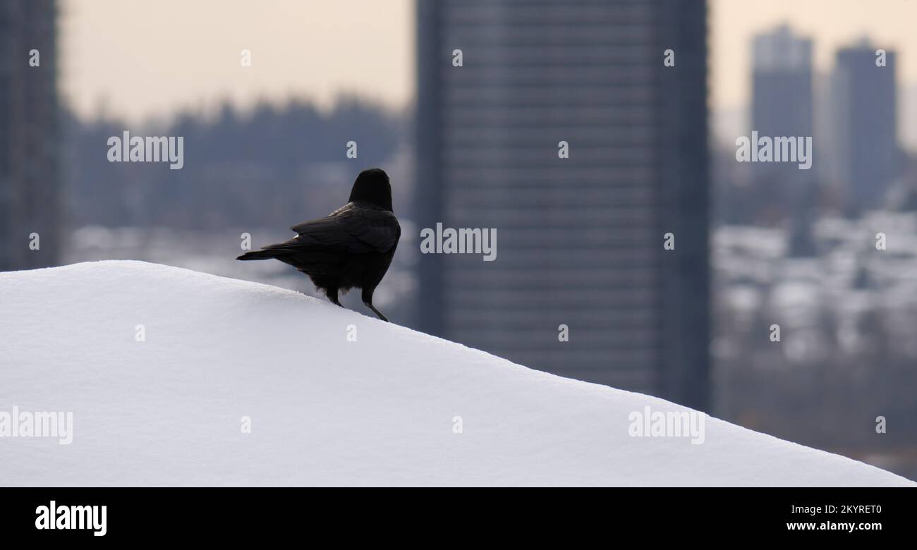 Raven blanket hi-res stock photography and images - Alamy