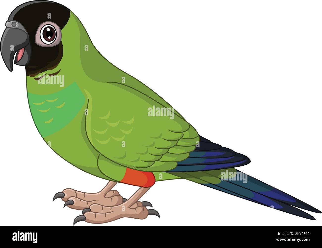 Cartoon Conure Nanday Parakeet on White Background Stock Vector Image ...