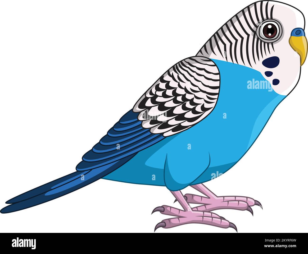Cartoon Blue Budgie Parakeet on White Background Stock Vector Image ...
