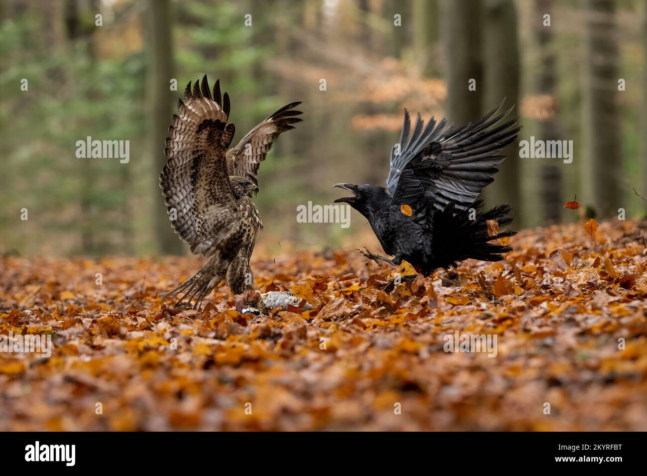 For life and death. Buzzard and Raven fight Stock Photo - Alamy