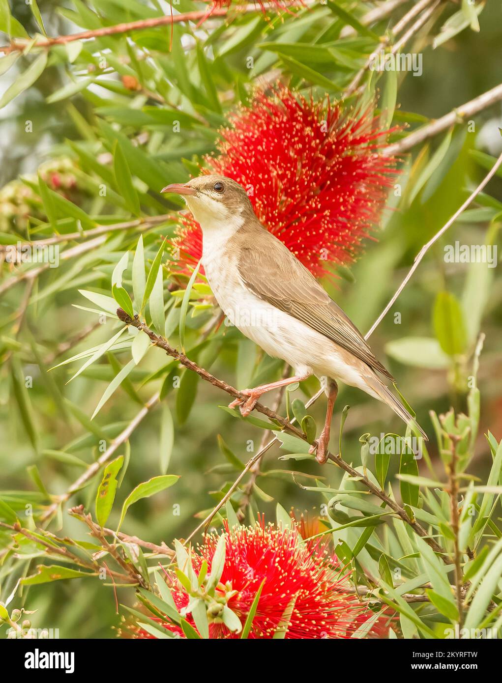 The brown-backed honeyeater (Ramsayornis modestus) are restricted to ...