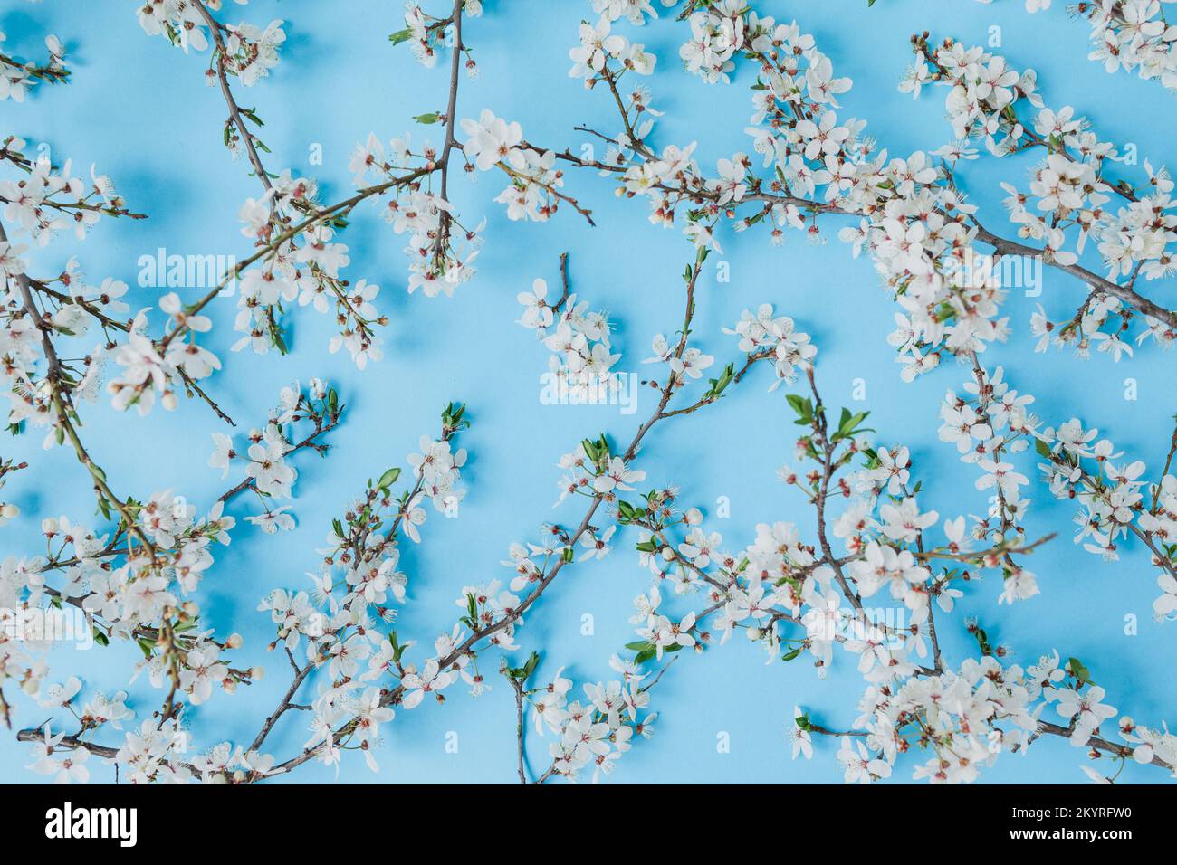 Floral background of blooming white flowers on blue. Flat lay, top view ...