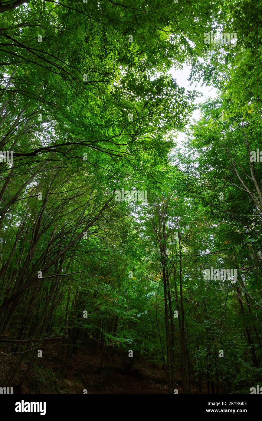 Forest vertical photo. Green trees in a forest. Carbon net zero concept ...