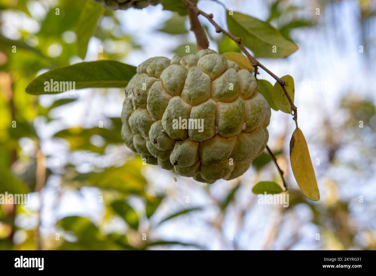 Buah Nona (Annona Squamosa) that has not been picked from the tree ...