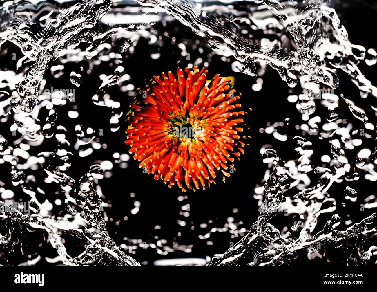 red flower with water splashing everywhere on black background Stock ...