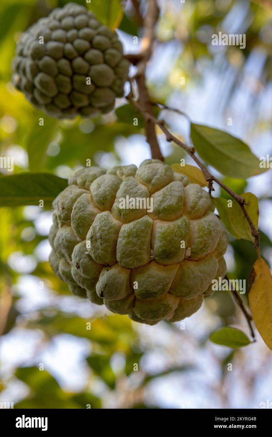 Buah Nona (Annona Squamosa) that has not been picked from the tree ...