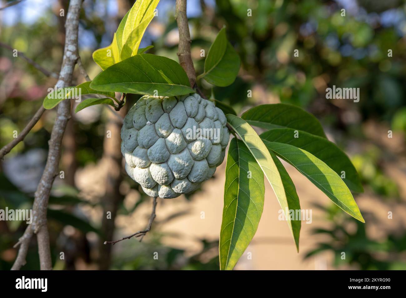 Buah Nona (Annona Squamosa) that has not been picked from the tree ...