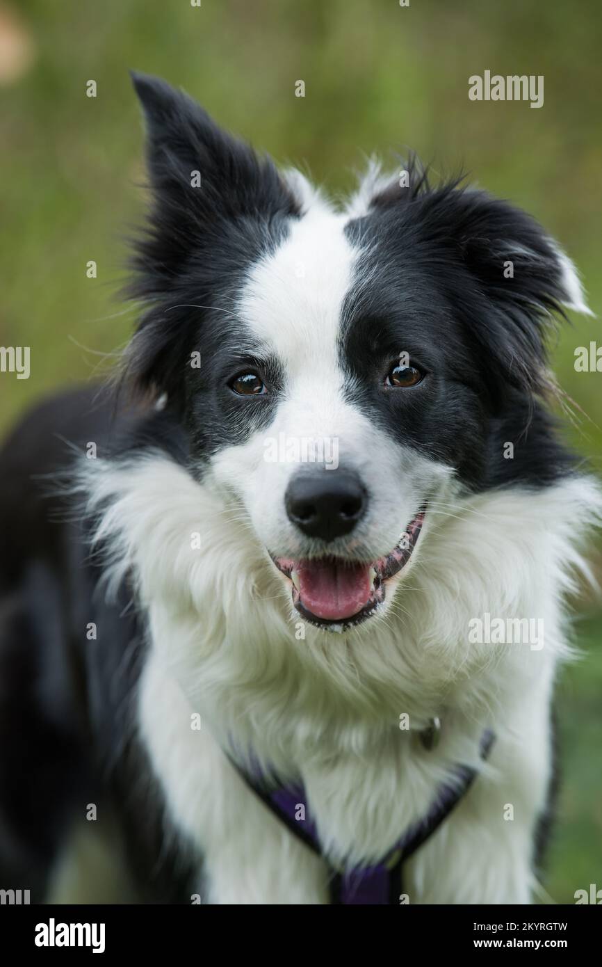 Border collie dog sits between mahonia branches Stock Photo - Alamy
