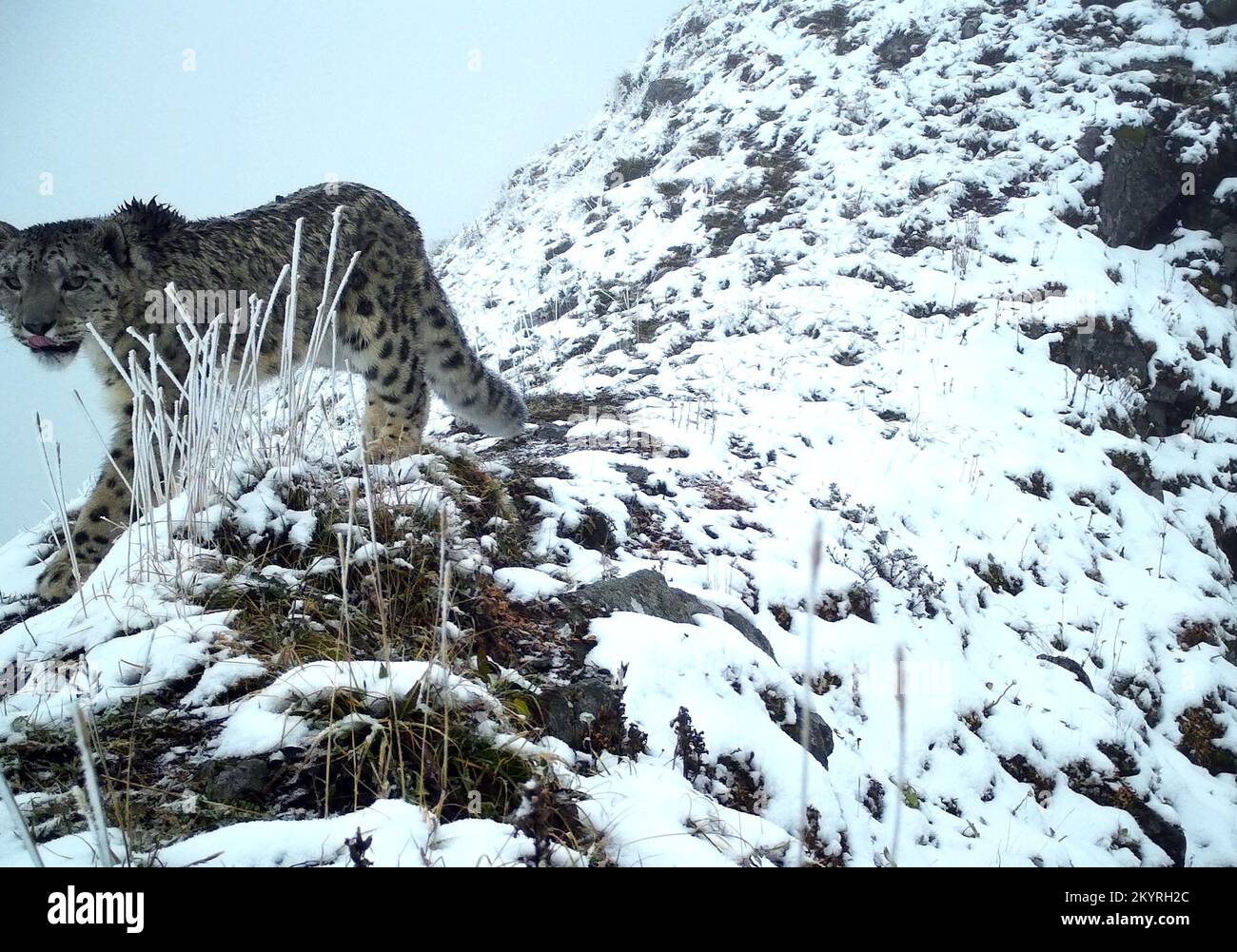 Chengdu. 2nd Dec, 2022. This file photo taken by an infrared camera shows a snow leopard in the ...