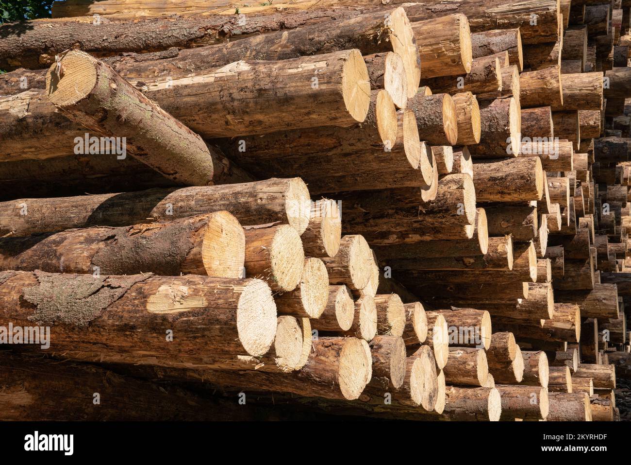 Close up image of log piles, forestry in Germany Stock Photo - Alamy