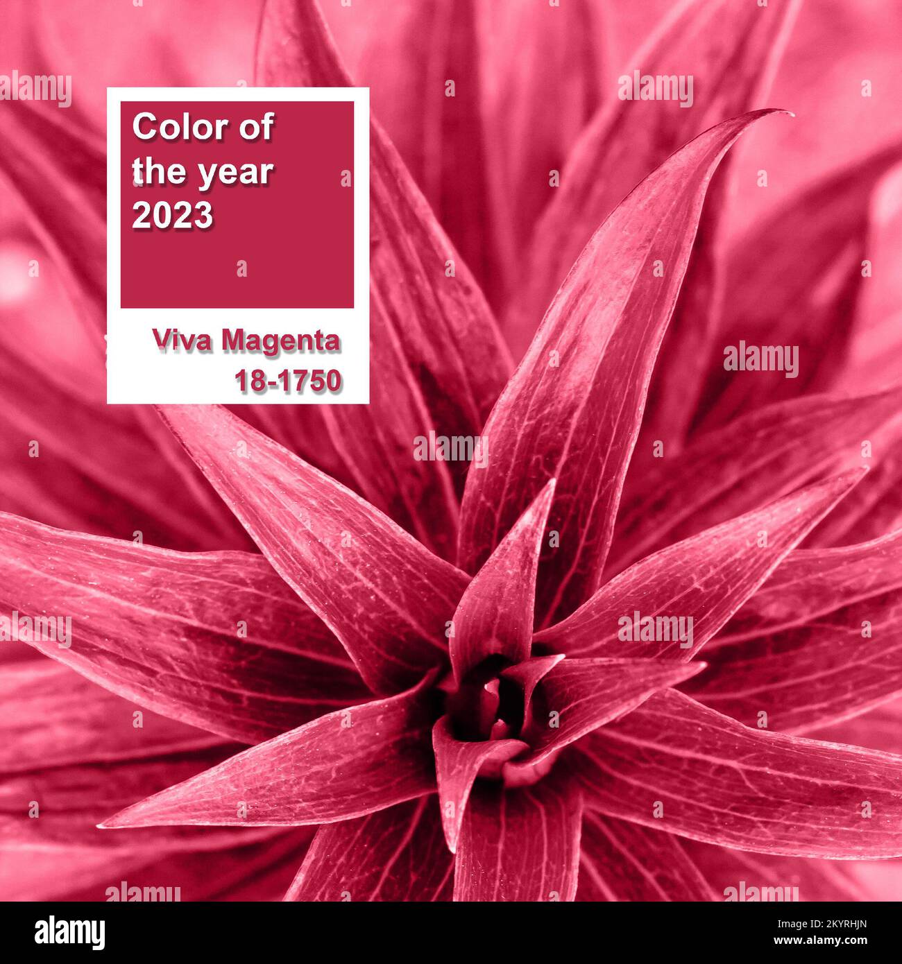Color of the Year 2023 Viva Magenta. Fuchsia pink plant top view. Square Stock Photo - Alamy