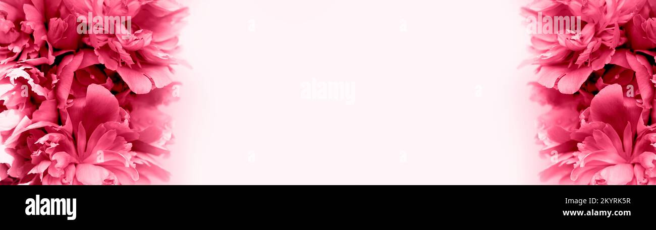 Pink peonies on a white background. Floral banner. Copy space. Close-up ...