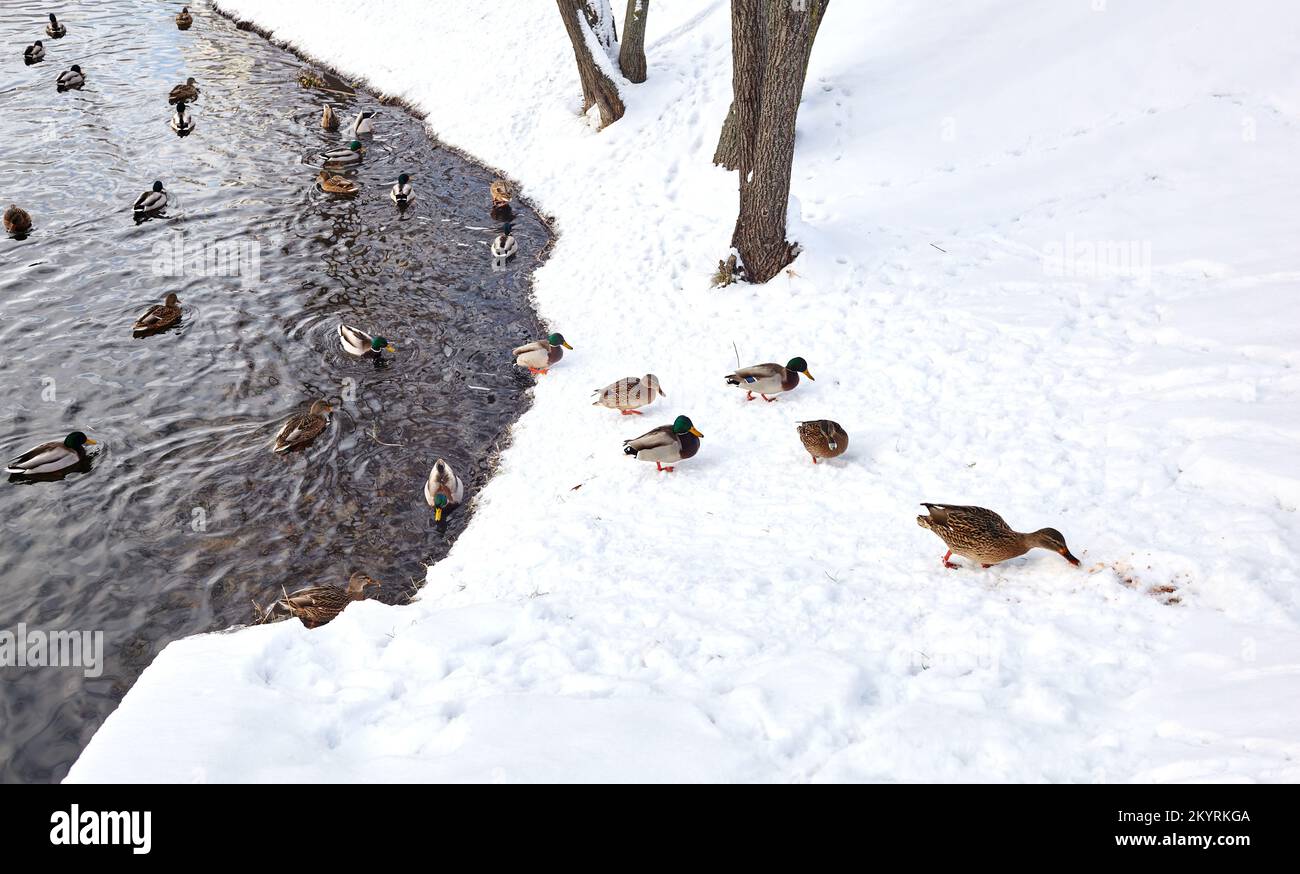 Mallard ducks winter pond hi-res stock photography and images - Alamy
