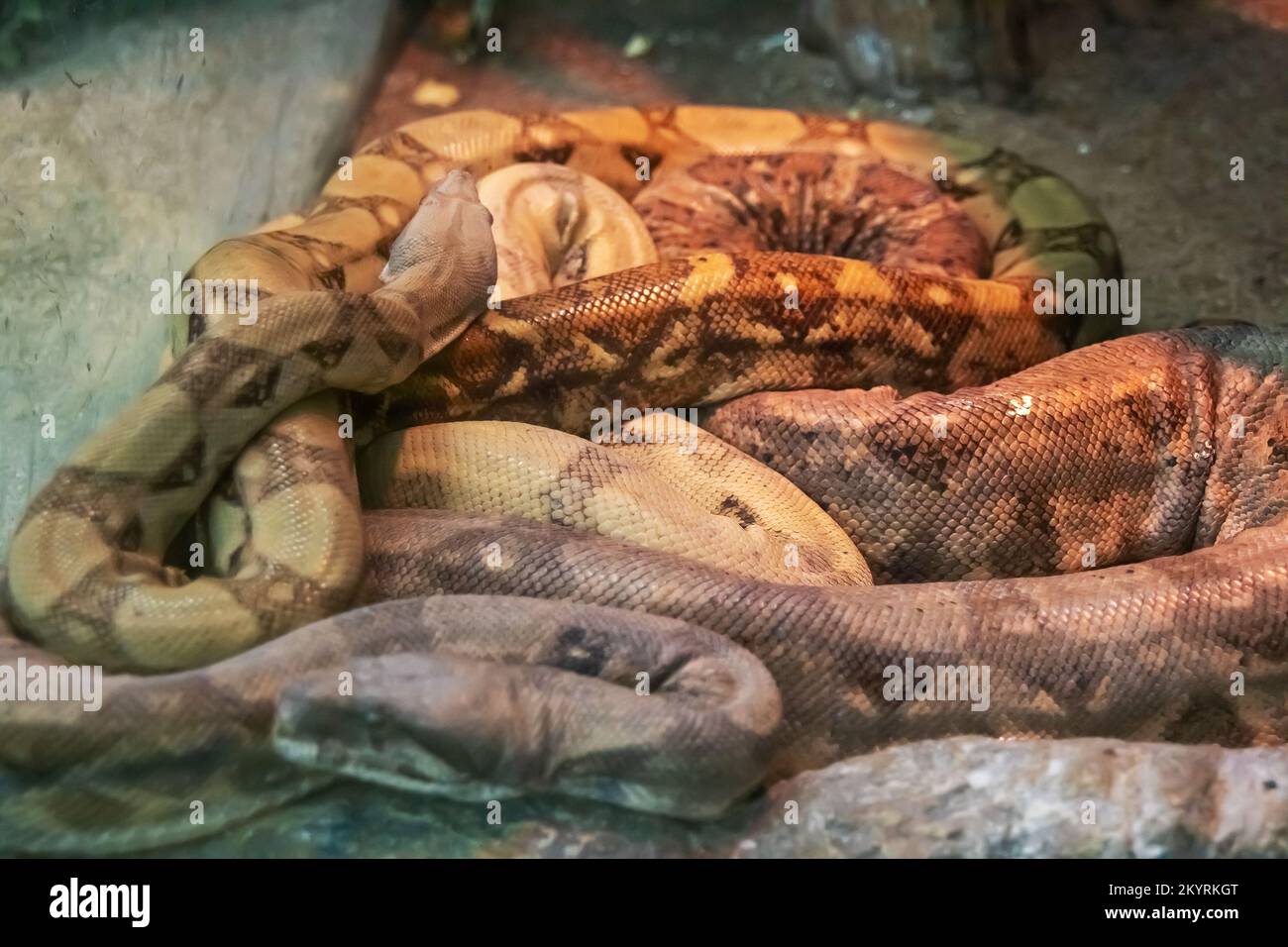 Large yellow snake in a terrarium close up Stock Photo - Alamy