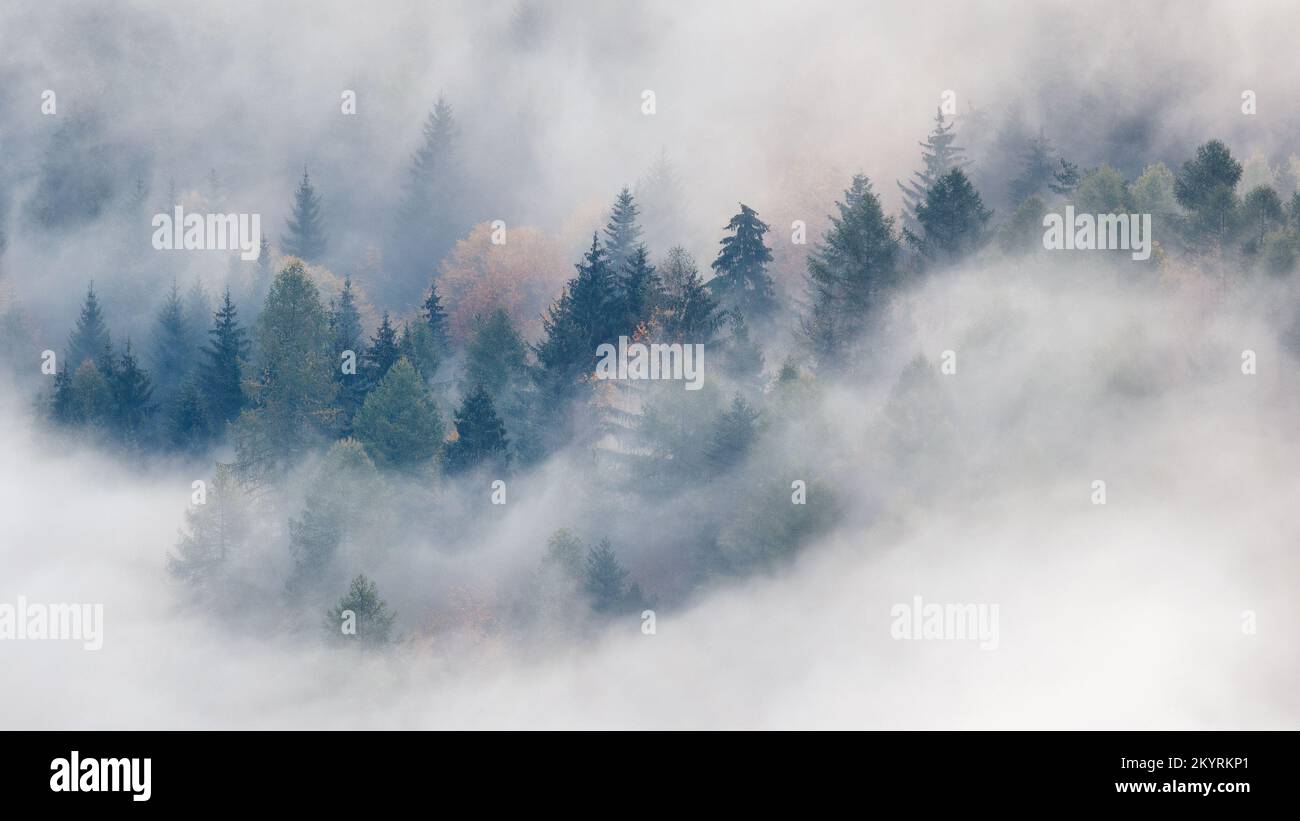Misty forest valley in autumn morning. The Sulov Rocks, national nature ...