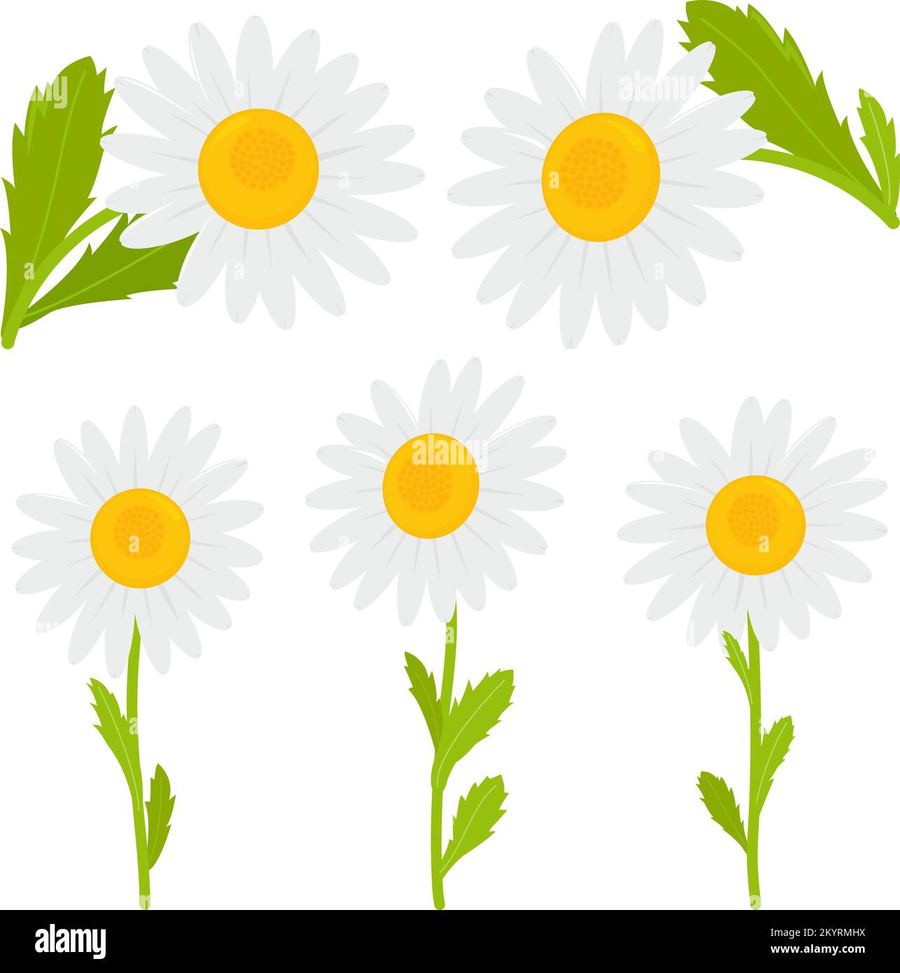 Daisy flowers on white background. Vector illustration Stock Vector ...