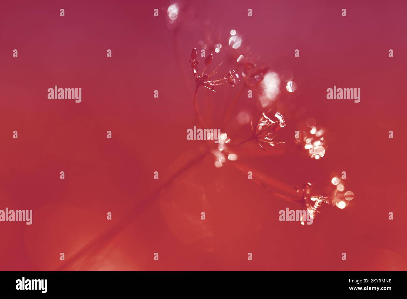 Viva Magenta color background. Natural textures and patterns of the ...