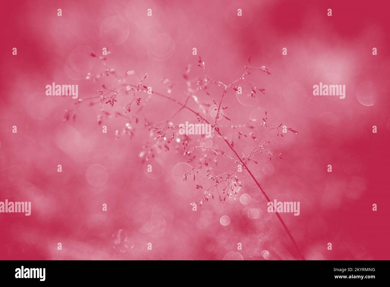 Viva Magenta color background. Natural textures and patterns of the ...