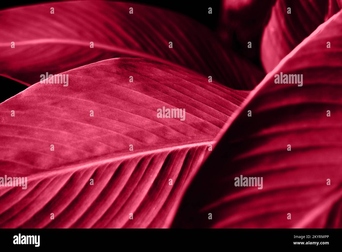 Trendy color viva magenta leaves background. Blurred bokeh. Sunshine ...