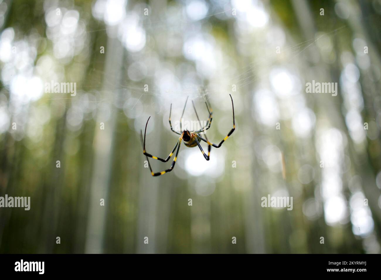 Joro spider (Trichonephila clavata) in the Arashiyama bamboo forest in ...