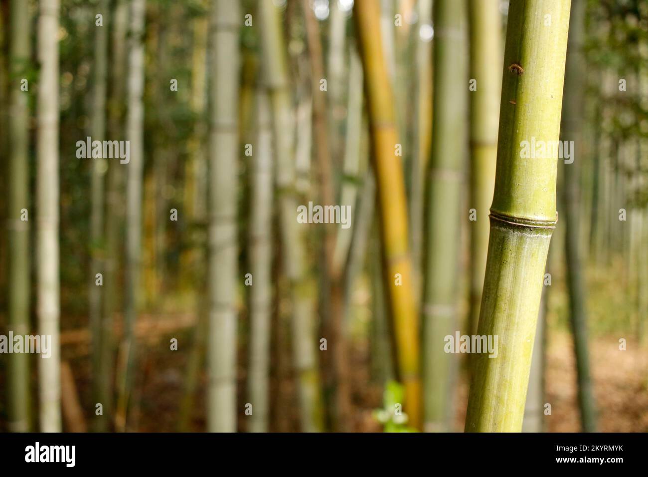 Close-up of a bamboo trunk in the Arashiyama bamboo forest in Kyoto ...