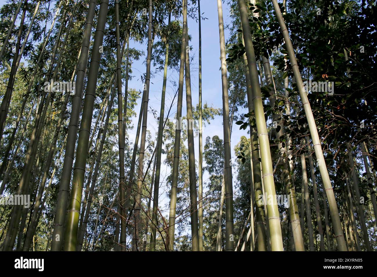 Bamboo trunks in the Arashiyama bamboo forest in Kyoto, Japan, Asia ...