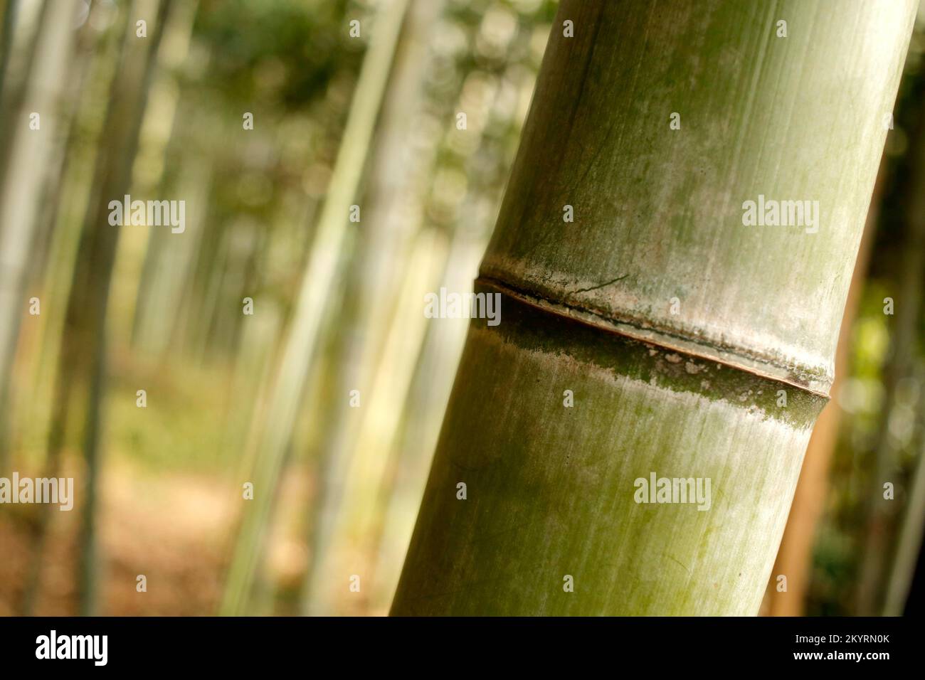 Close-up of a bamboo trunk in the Arashiyama bamboo forest in Kyoto ...
