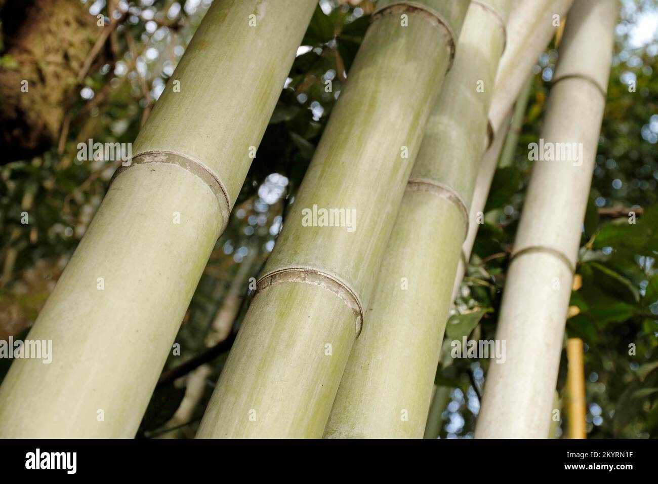 Close-up of bamboo trunks in the Arashiyama bamboo forest in Kyoto ...